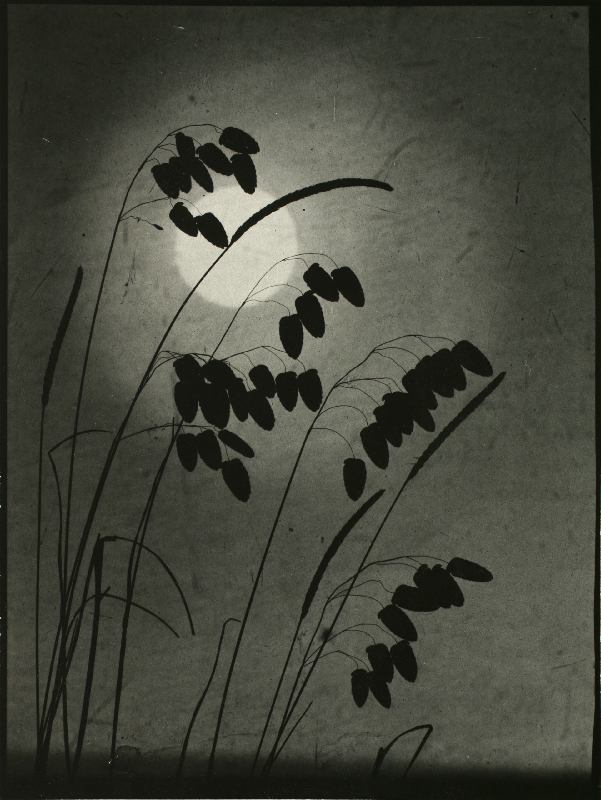 Object of the Week - "Rattlesnake Grass" - Tacoma Art Museum