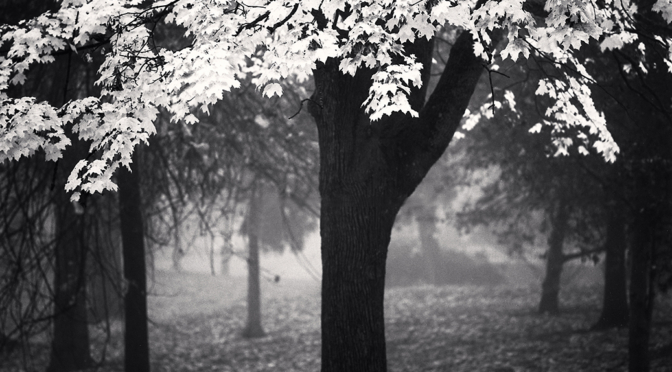 Voices of TAM: Addison Gregory Reflects on "Irving Park Tree, Study 2 ...